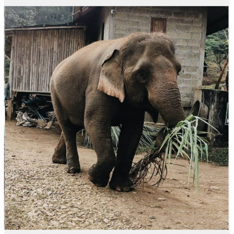 ELEPHANT JUNGLE SANCTUARY HAF DAY PROGRAM (Include Transportation 6 hrs)